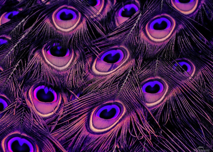 Peacock Feather purple magenta by Thula-Photography Wall Art